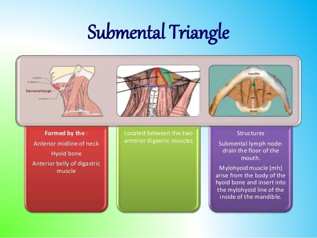Anterior Triangle Of Neck Submental And Muscular Triangles