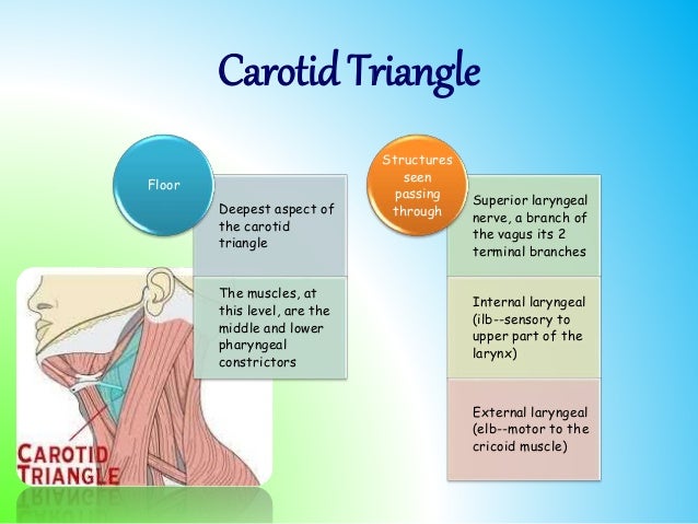 Triangles of the neck