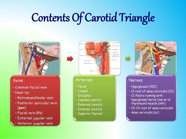 Triangles of the neck