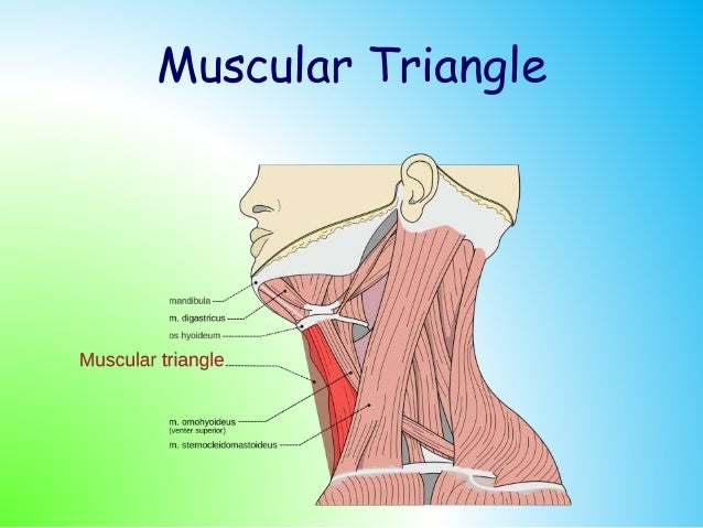 Triangles of the neck