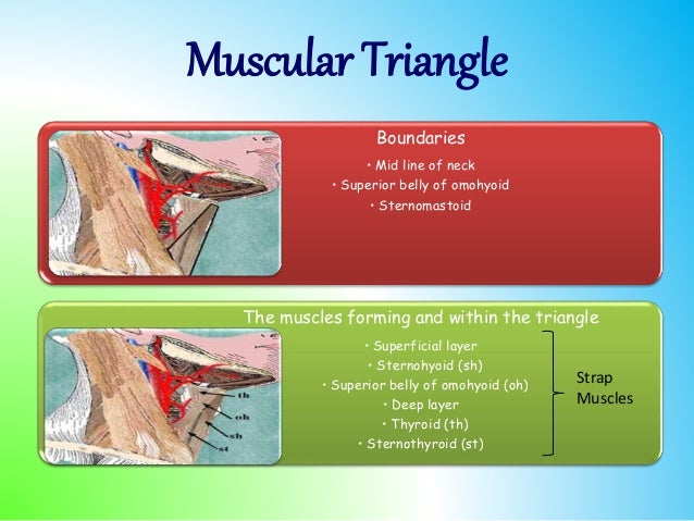 Triangles of the neck