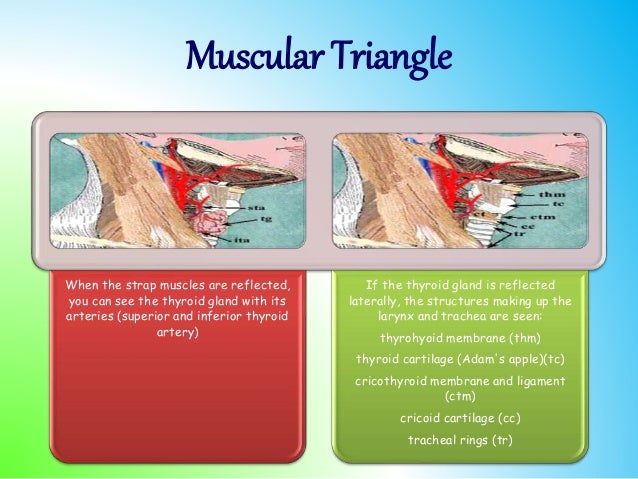 Triangles of the neck