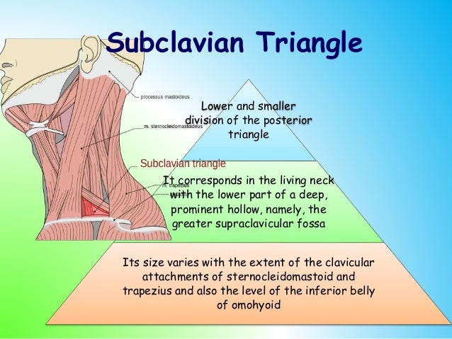 Triangles of the neck