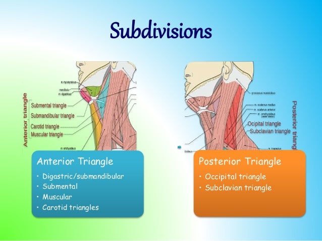 Triangles of the neck