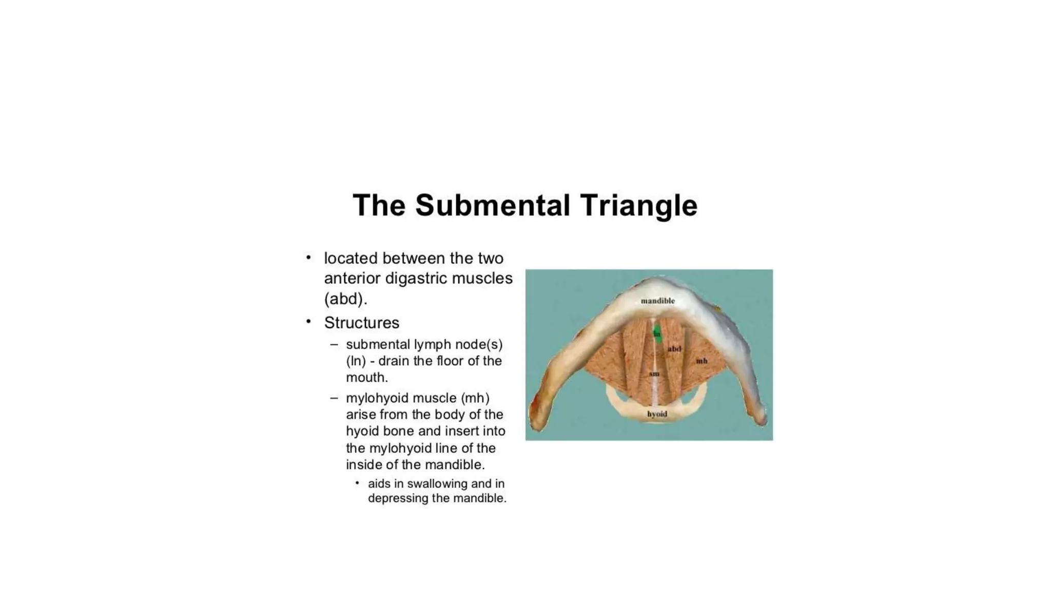 Triangles of the neck | PPT