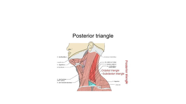 Triangles of the neck | PPT