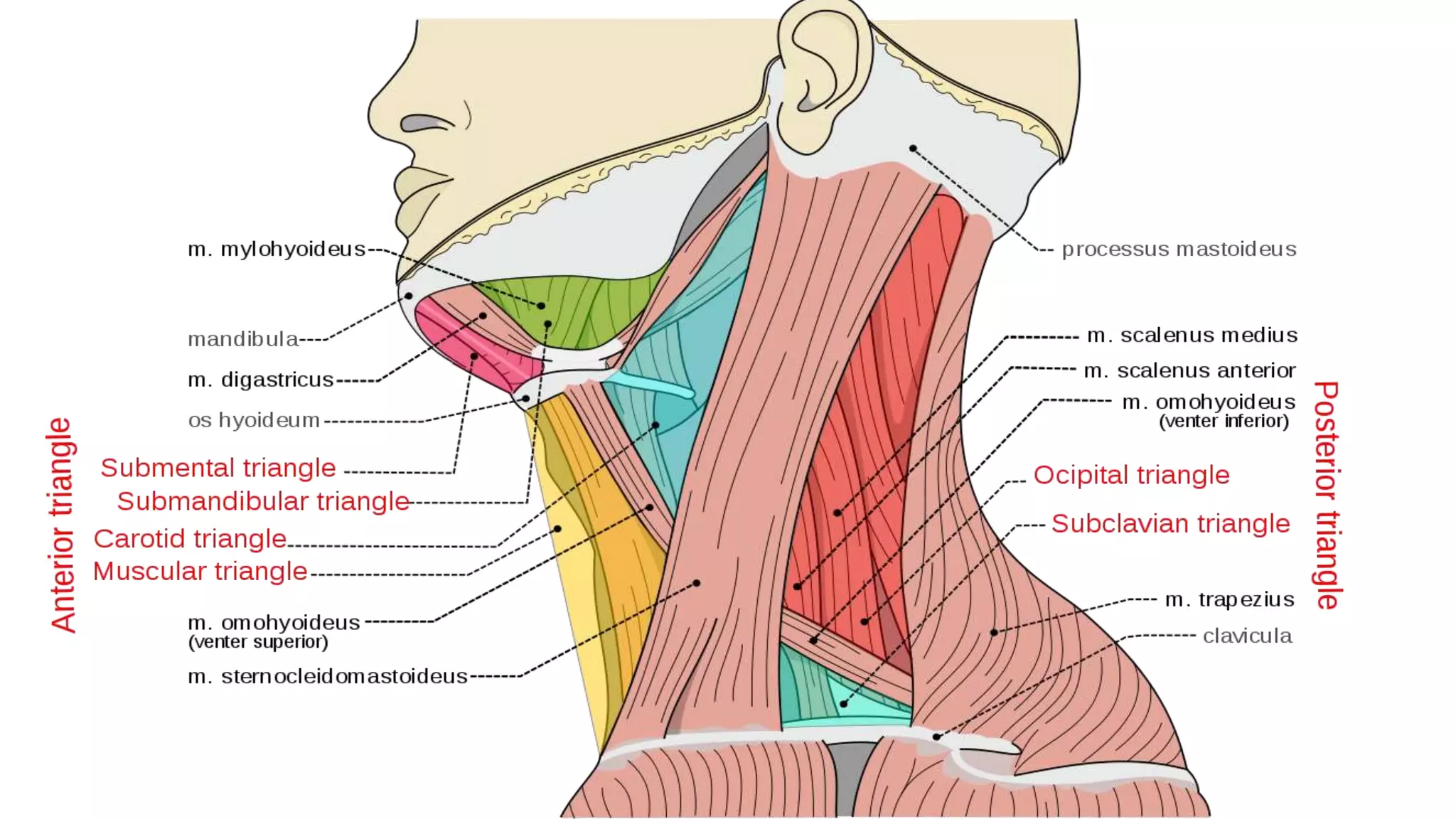 TRIANGLES OF THE NECK | PPTX