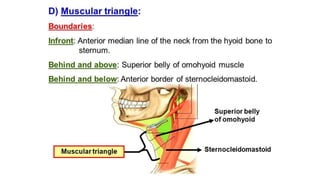 TRIANGLES OF THE NECK | PPTX