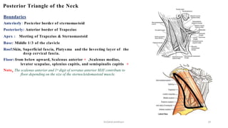 TRIANGLES OF THE NECK | PPTX
