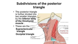 TRIANGLES OF THE NECK | PPTX