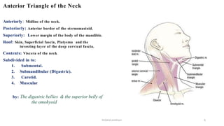 TRIANGLES OF THE NECK | PPTX