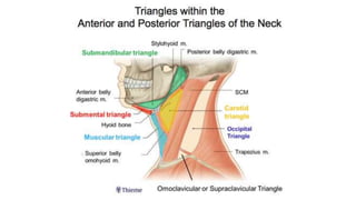TRIANGLES OF THE NECK | PPTX