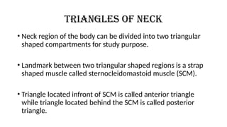 TRIANGLES OF THE NECK. Anatomy Skills112 | PPT