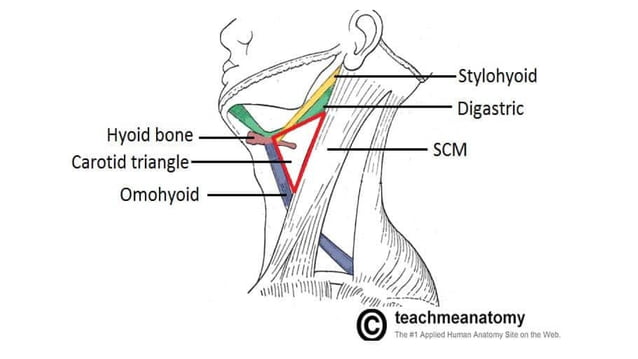 TRIANGLES OF THE NECK. Anatomy Skills112 | PPT