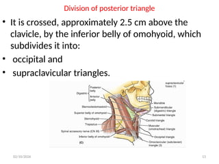 TRIANGLES OF THE NECK.pptx HUMAN ANATOMY HEAD AND NECK | PPTX