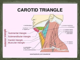 Triangles of the_neck[1] | PPT