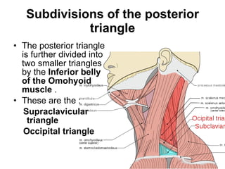 Triangles of the neck ppt year 1 | PPT