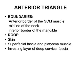 Triangles of the neck ppt year 1 | PPT