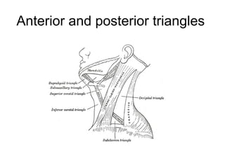 Triangles of the neck ppt year 1 | PPT