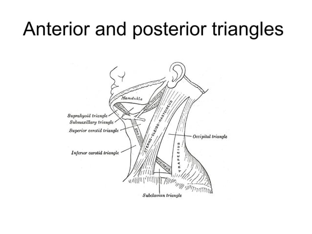Triangles of the neck ppt year 1 | PPT