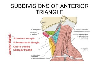 Anterior Triangle