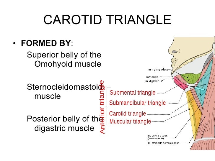 Triangles of the neck ppt year 1