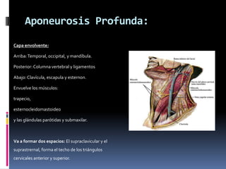 Triangulo del cuello | PPTX