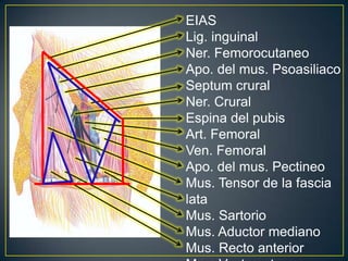 Triangulo de scarpa | PPTX