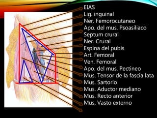 Triangulo de Scarpa | PPTX