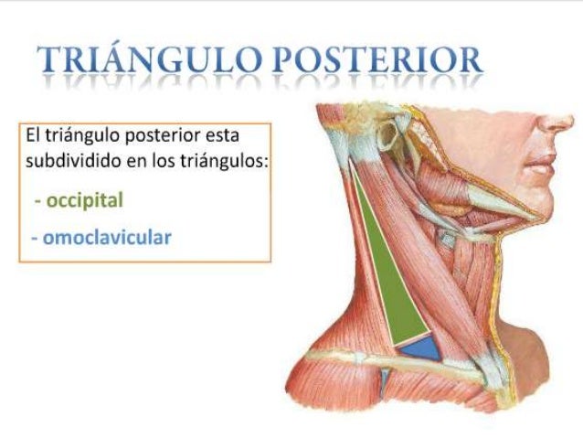 Triangulo Posterior Y Venas Del Cuello