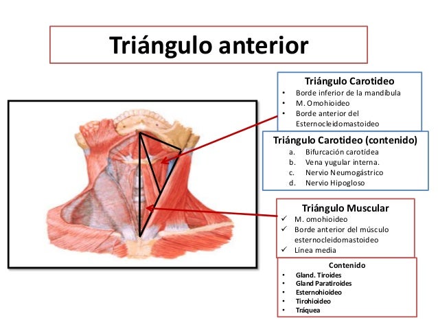 Triangulos anatomicos del cuello