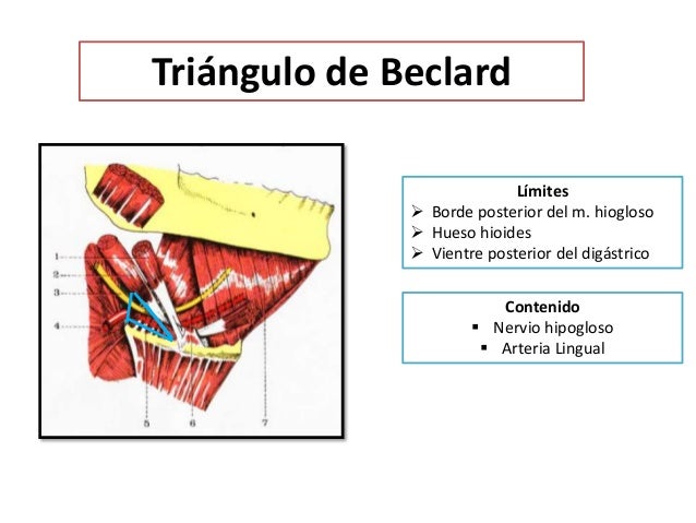 Triangulos anatomicos del cuello
