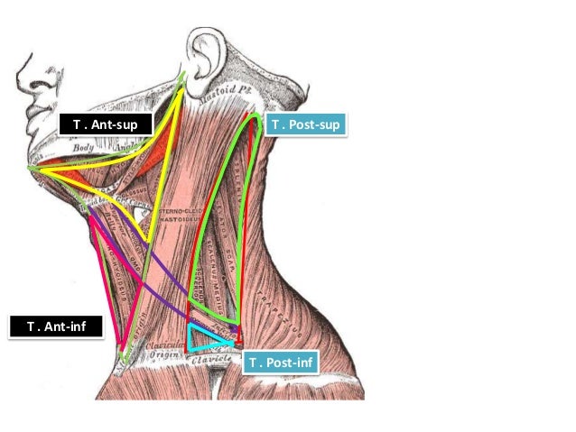 Triangulos del cuello