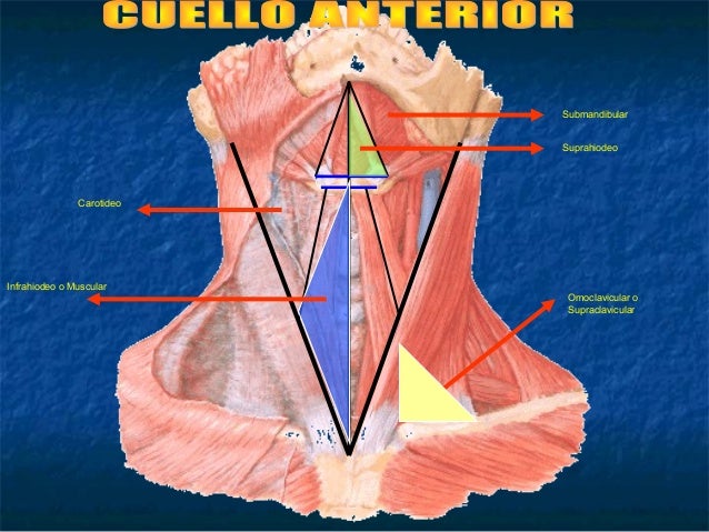 Triangulos del cuello