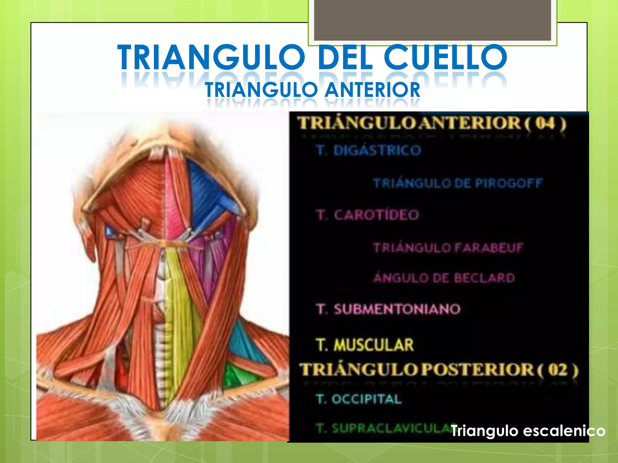Triangulos del cuello..eliz!! | PPT