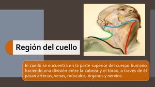 TRIANGULOS DEL CUELLO | PPTX