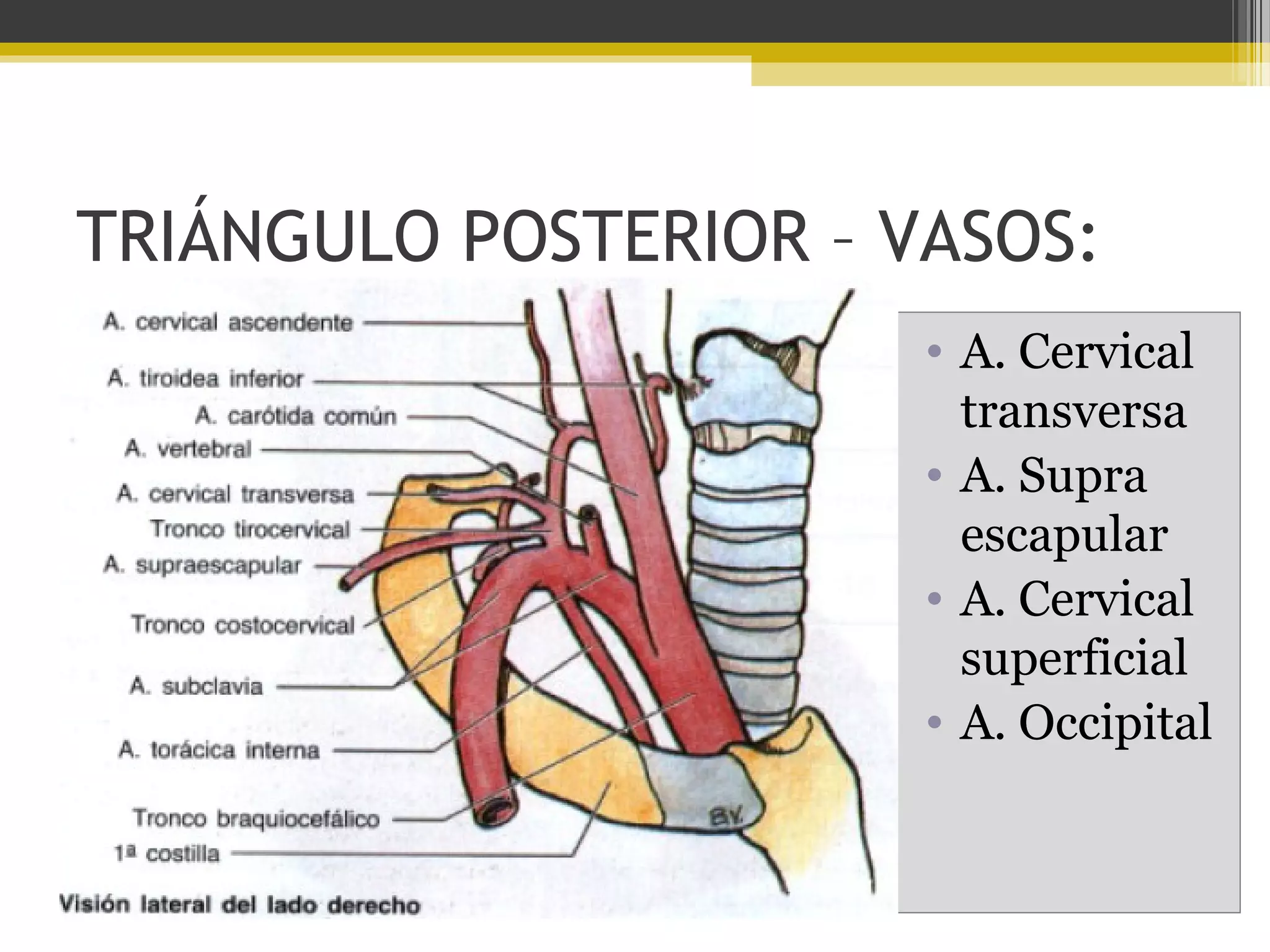 Triangulos del cuello dx | PPT