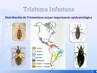 Triatoma infestans | PPTX