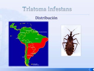 Triatoma infestans | PPTX
