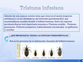 Triatoma infestans | PPTX