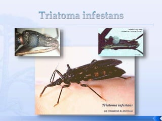 Triatoma infestans | PPTX
