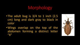 Triatomine bugs-053.pptx