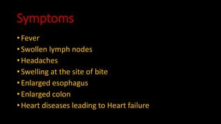Triatomine bugs-053.pptx