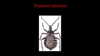 Triatomine bugs-053.pptx