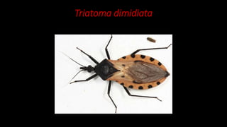 Triatomine bugs-053.pptx