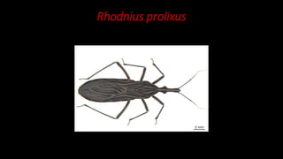 Triatomine bugs-053.pptx