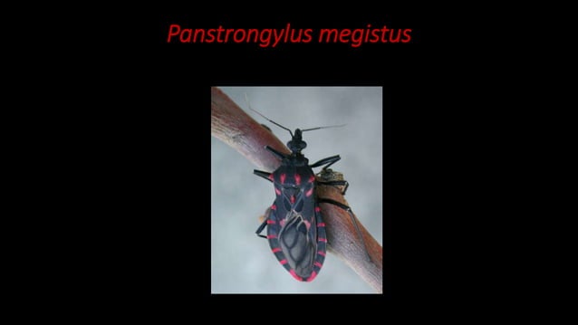 Triatomine bugs-053.pptx | Diseases and Conditions | Medical Health