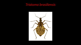Triatomine bugs-053.pptx