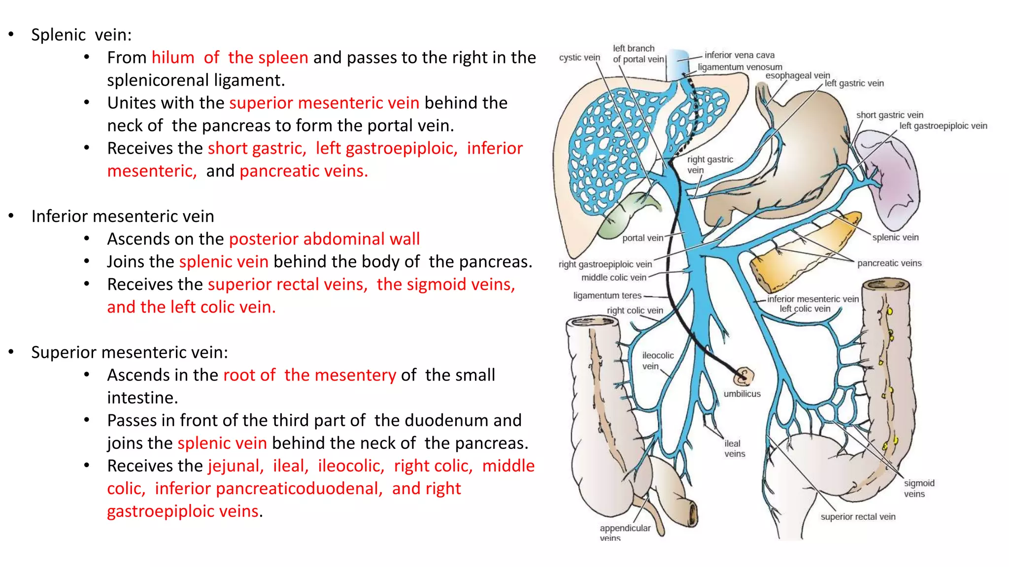 Tributaries of portal veins | PPTX