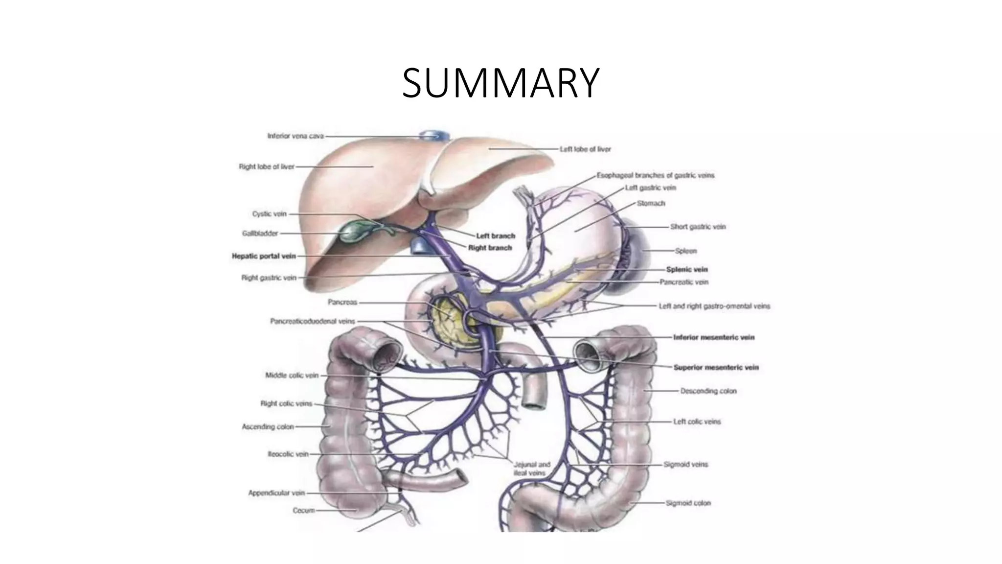 Tributaries of portal veins | PPTX